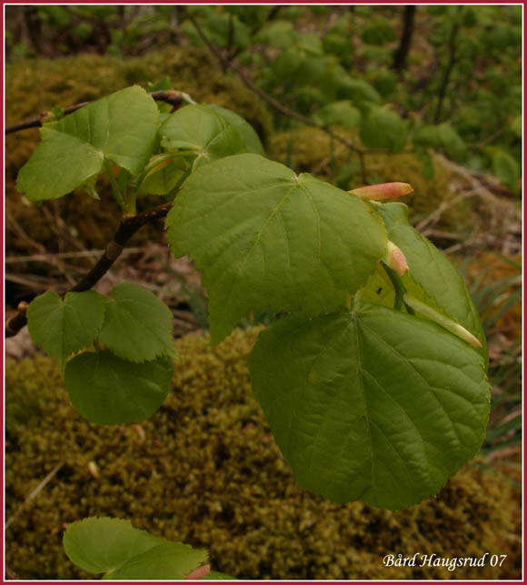 Lind - Tilia cordata