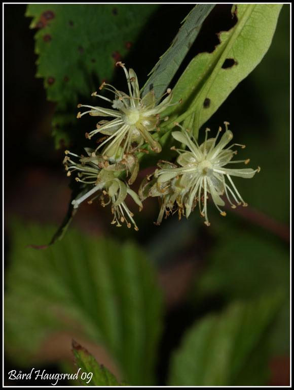 Lind - Tilia cordata