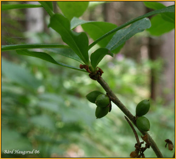 Tysbast - Daphne mezereum