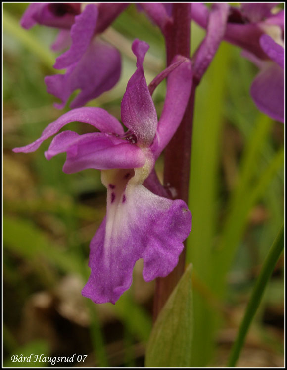 Vårmarihånd - Orchis mascula